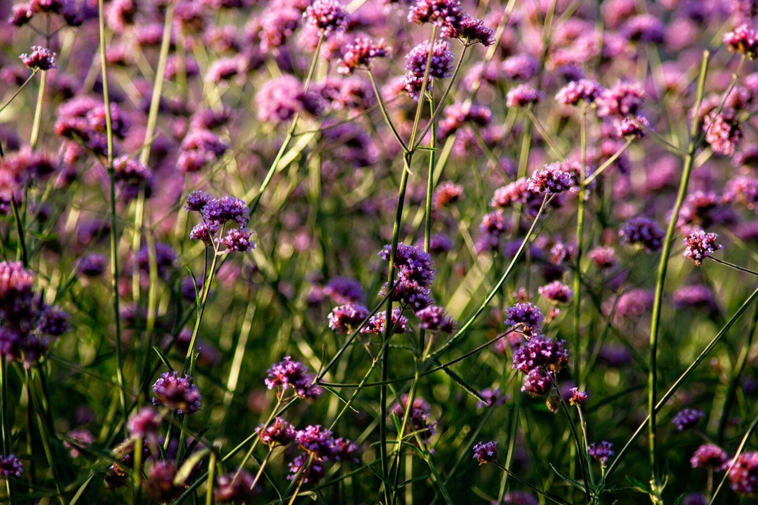 Senior Living Apartments | Louisville, Kentucky | The Willows at ...